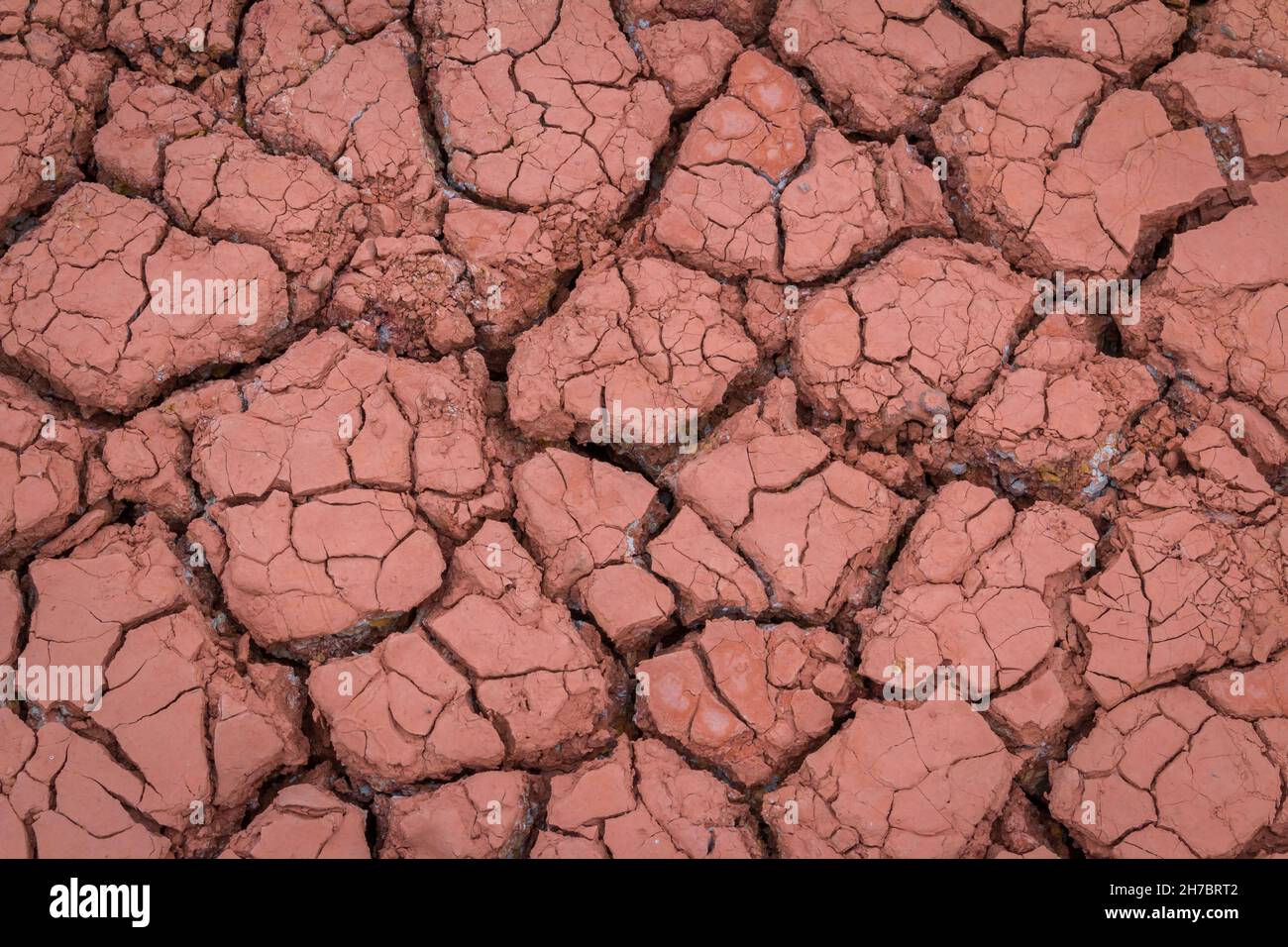 Cracked Desert Floor