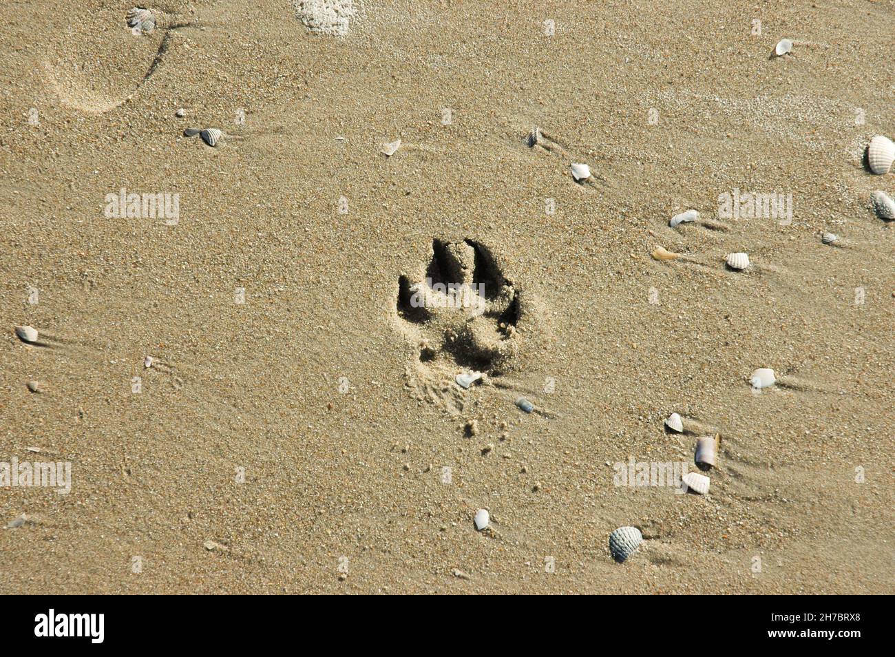 Print a paw sand hi-res stock photography and images - Alamy