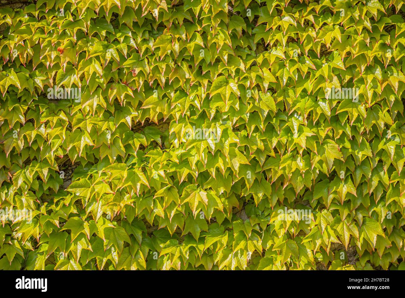 green ivy background. Texture is covering the full image Stock Photo ...