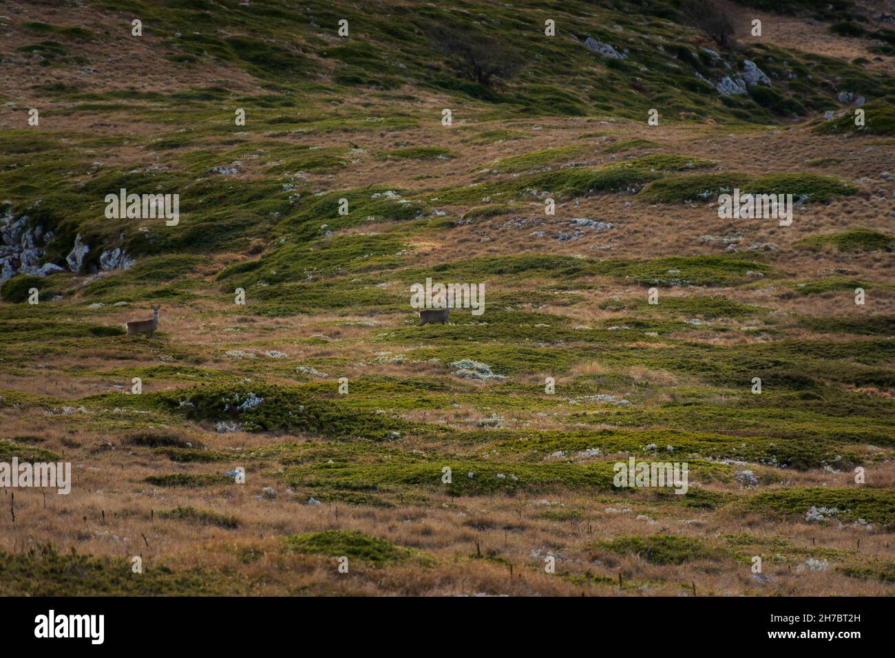Roe deer on the green plateau. Wild timid cute animals run away into ...