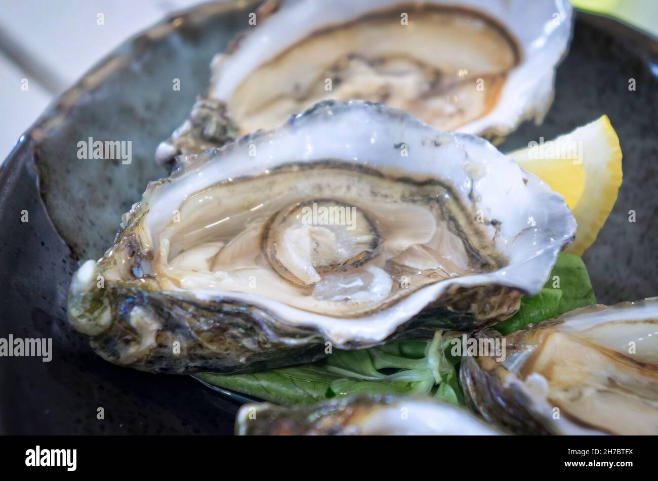 Open oysters with copy space Stock Photo - Alamy