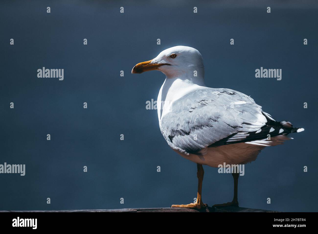 White Seagul with blue sea background Stock Photo - Alamy