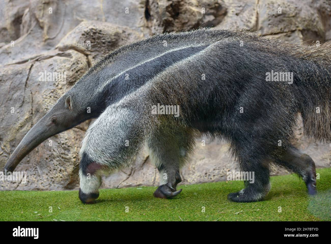 Close-up anteater with very long fur that is walking on the grass on ...