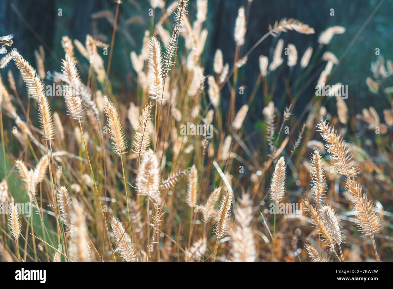 Dry yellow grass on blurred green forest background. Late summer in ...