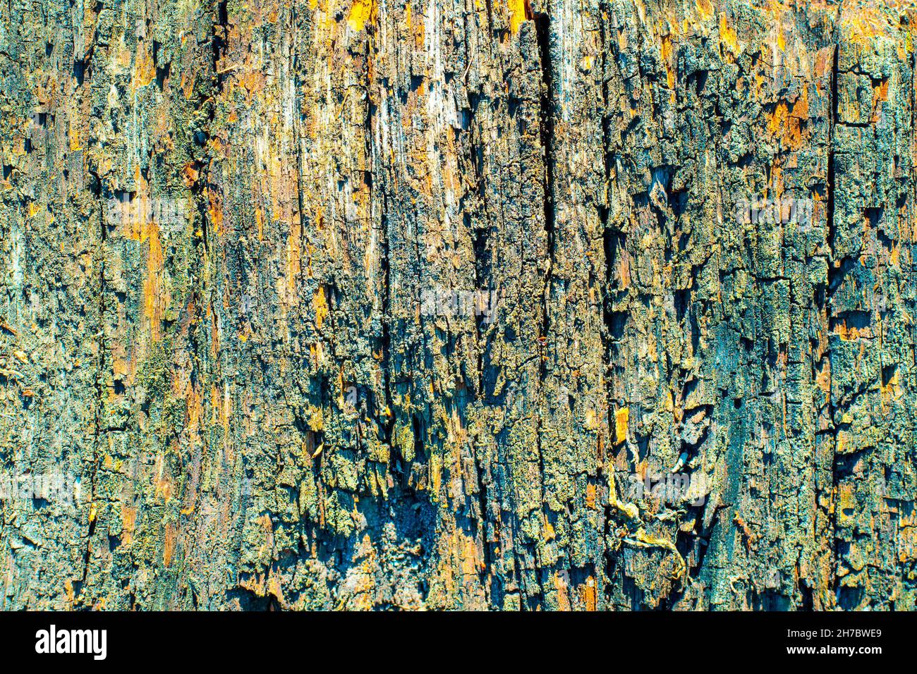 Tree bark grunge texture, close up. Pattern for web banner Stock Photo ...