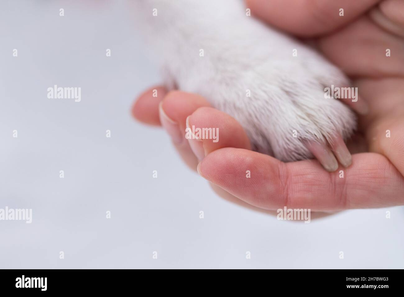 Holding dog paw hi-res stock photography and images - Alamy