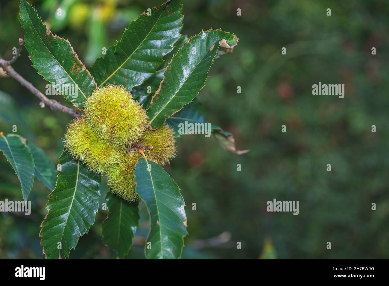 Closeup shot of a chestnut fruit on the twig in the forest Stock Photo ...