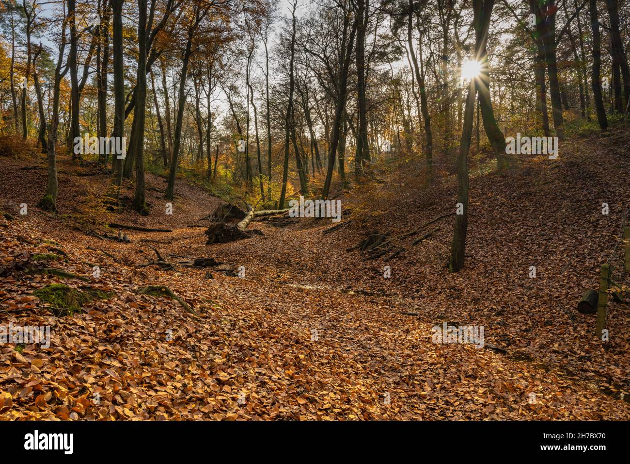 typical autumn scene in a forest in Mülheim an der Ruhr, district of ...