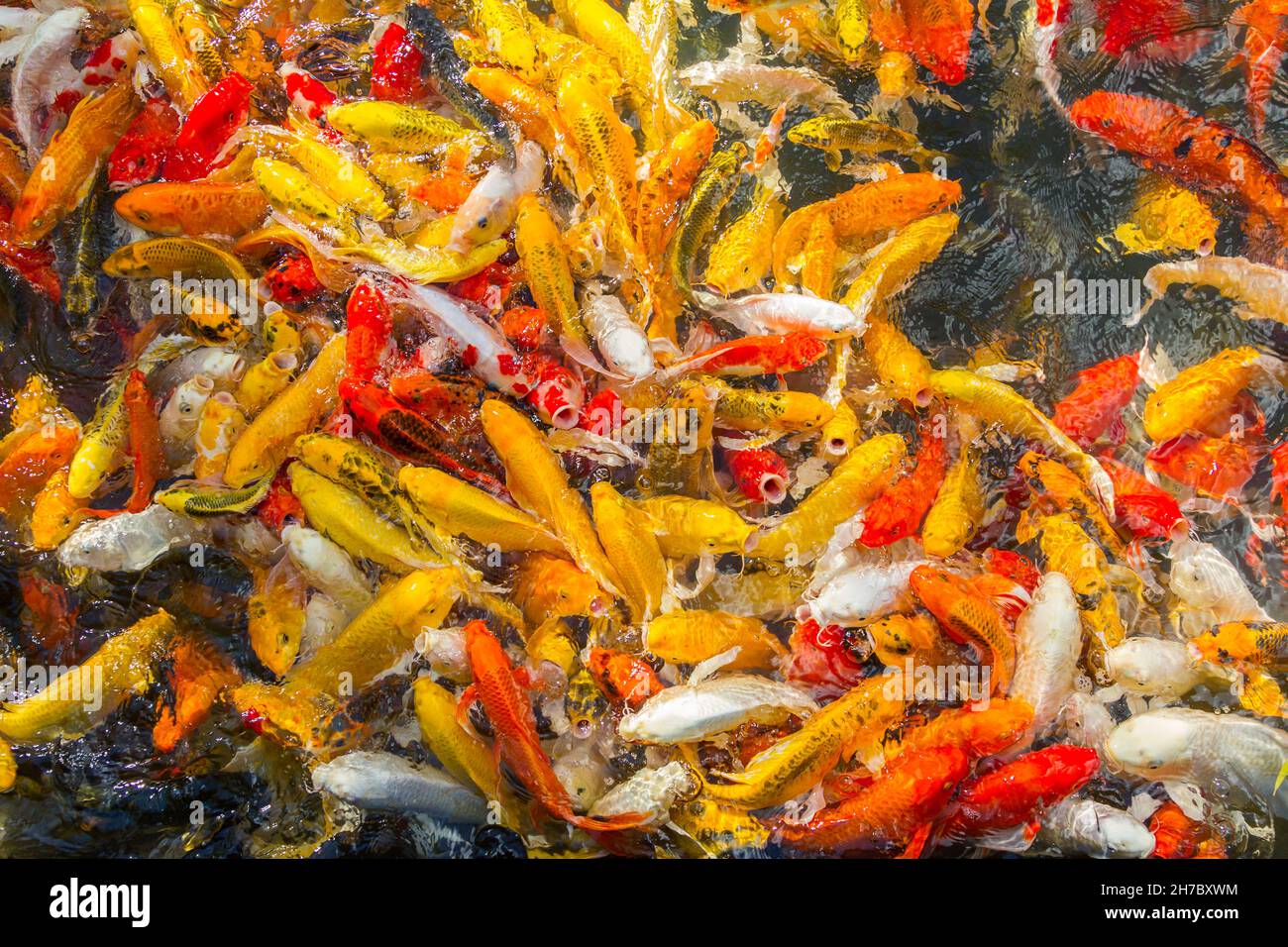 Koi Carps Fish Japanese swimming (Cyprinus carpio) beautiful color ...