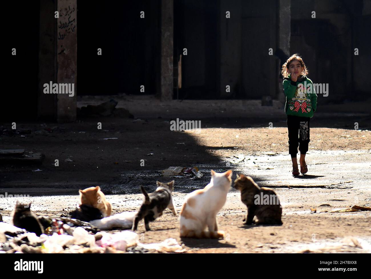Damascus, Syria. 21st Nov, 2021. A child walks past cats in Damascus ...