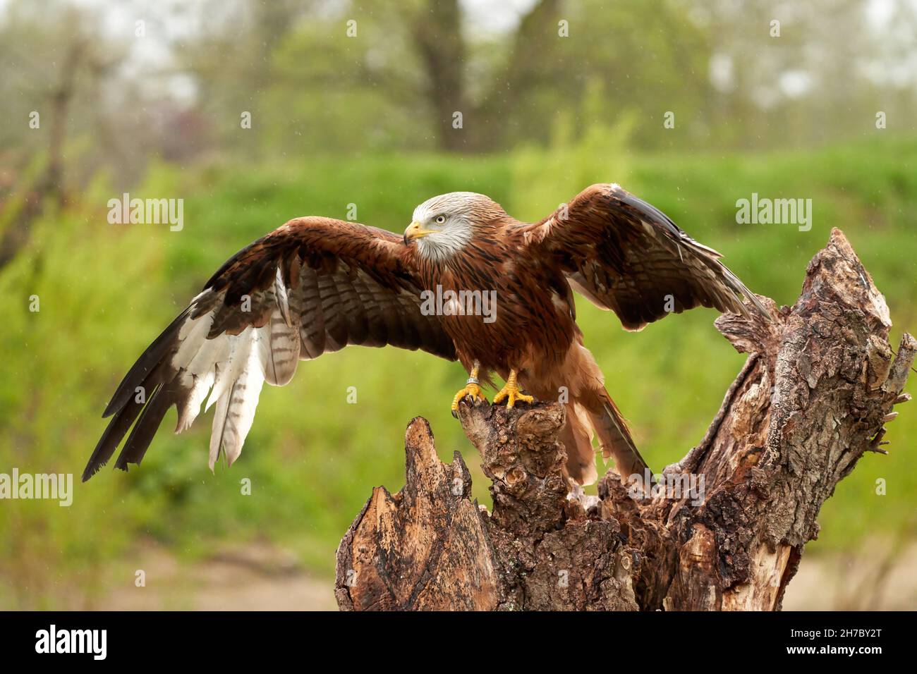 A detailed portrait of Red kite, bird of prey. land with outspread ...