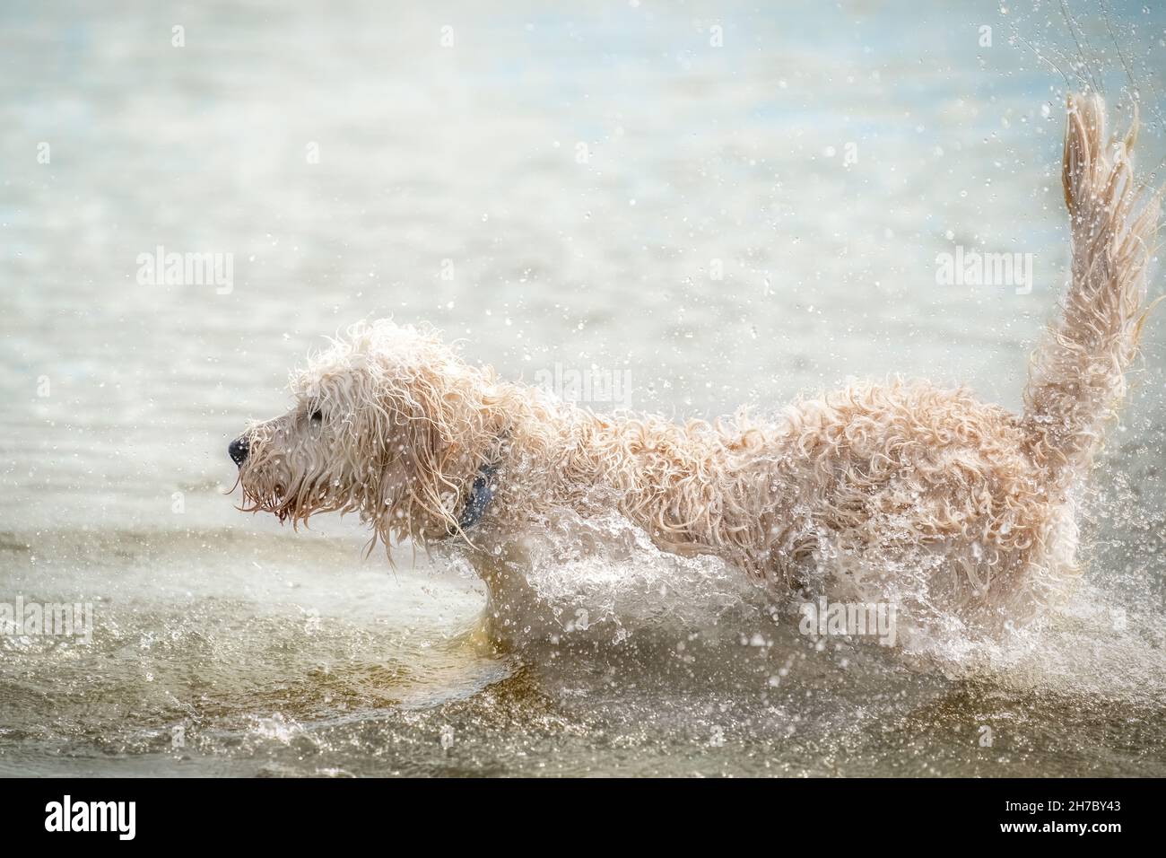 White Labradoodle dog runs in a lake. Lots of water splashes flying ...
