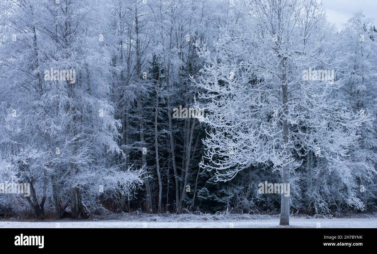 one cold night froze the woods Stock Photo - Alamy