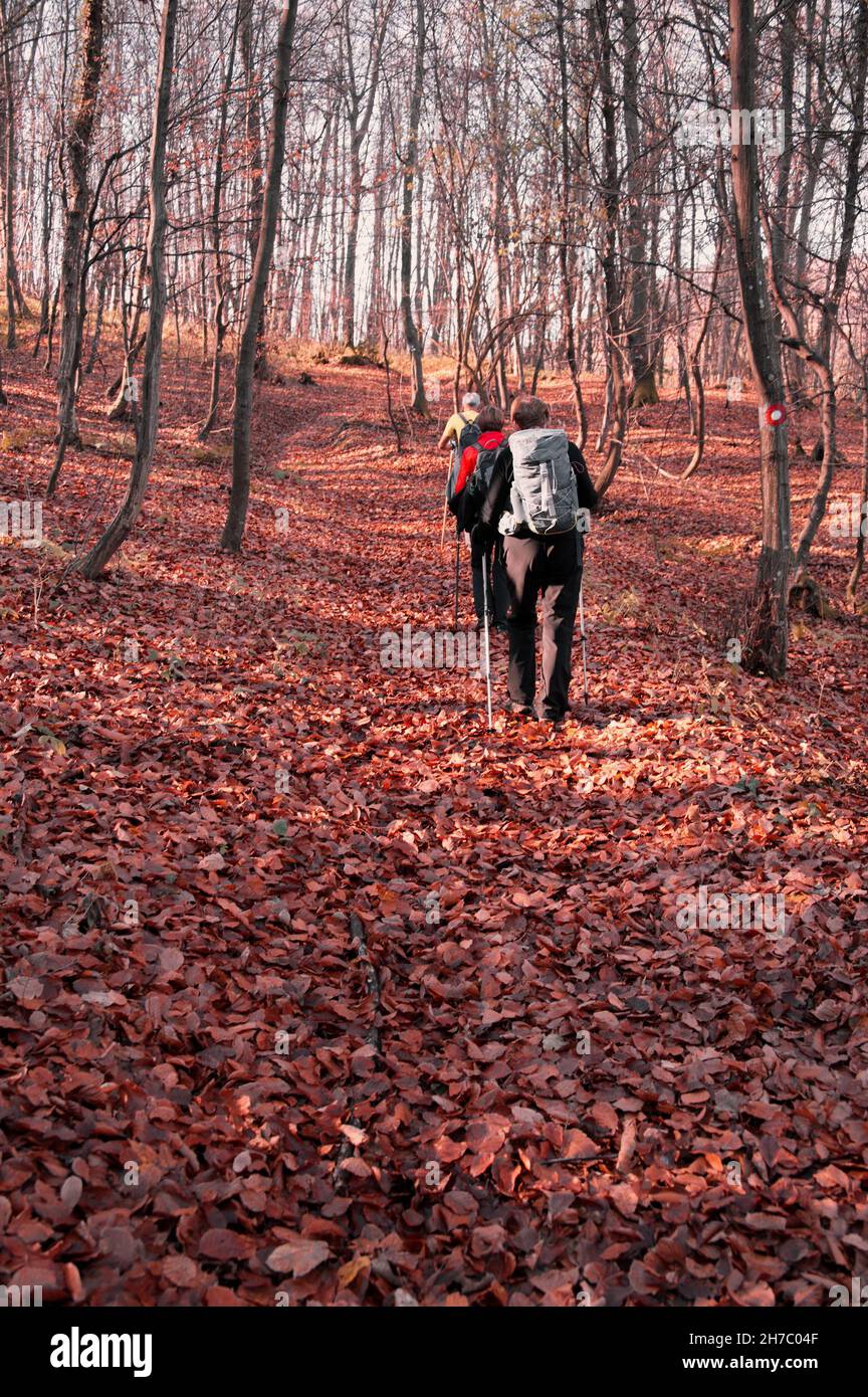 Group of trees with autumn leaves hi-res stock photography and images ...