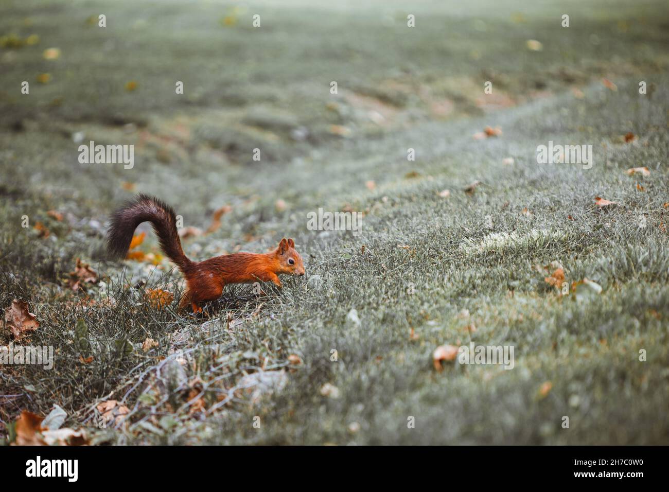 Moscow squirrel hi-res stock photography and images - Alamy