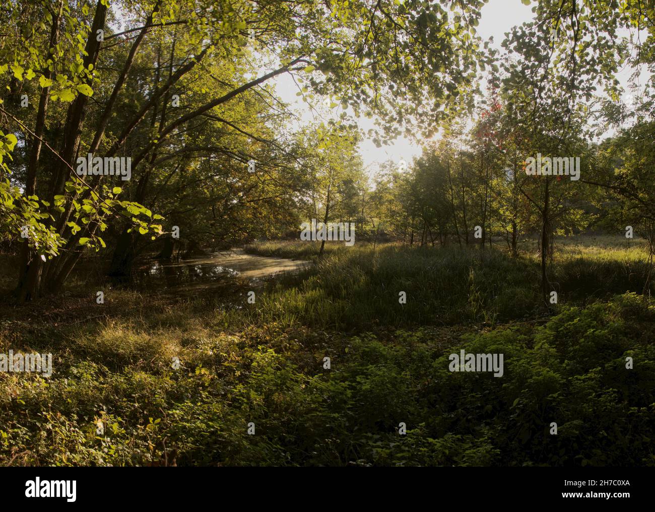Woodland pool in dappled sunlight, Arona in Piemonte Stock Photo - Alamy