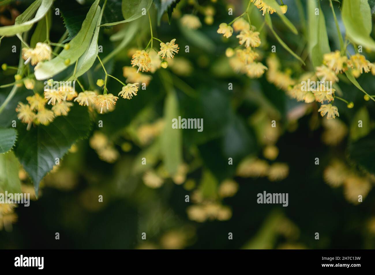 Linden tree flowers hi-res stock photography and images - Alamy