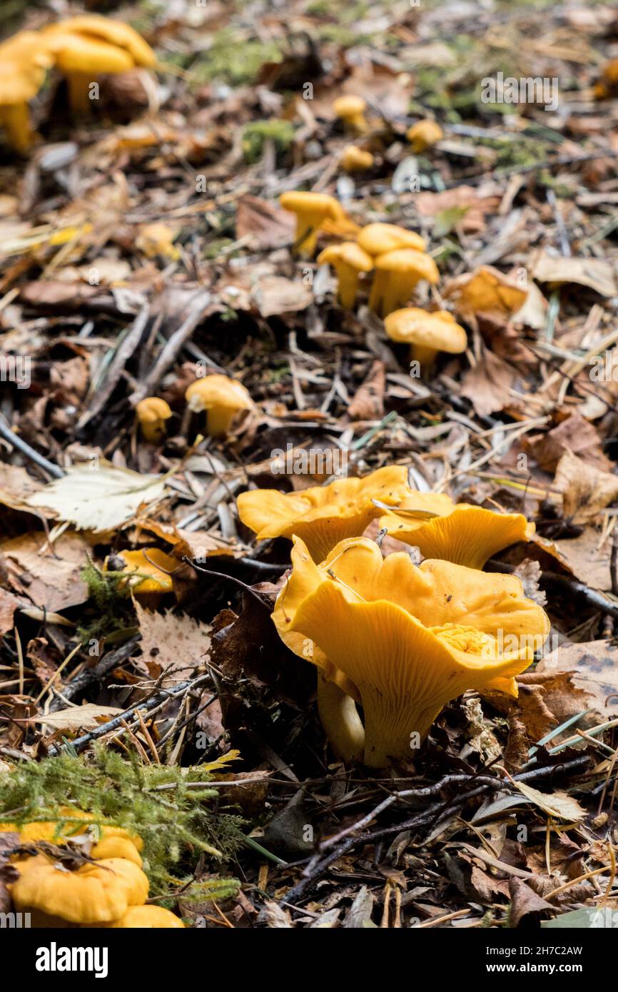 UK, Scotland, Wester Ross, Ross and Cromarty. Golden chanterelle ...