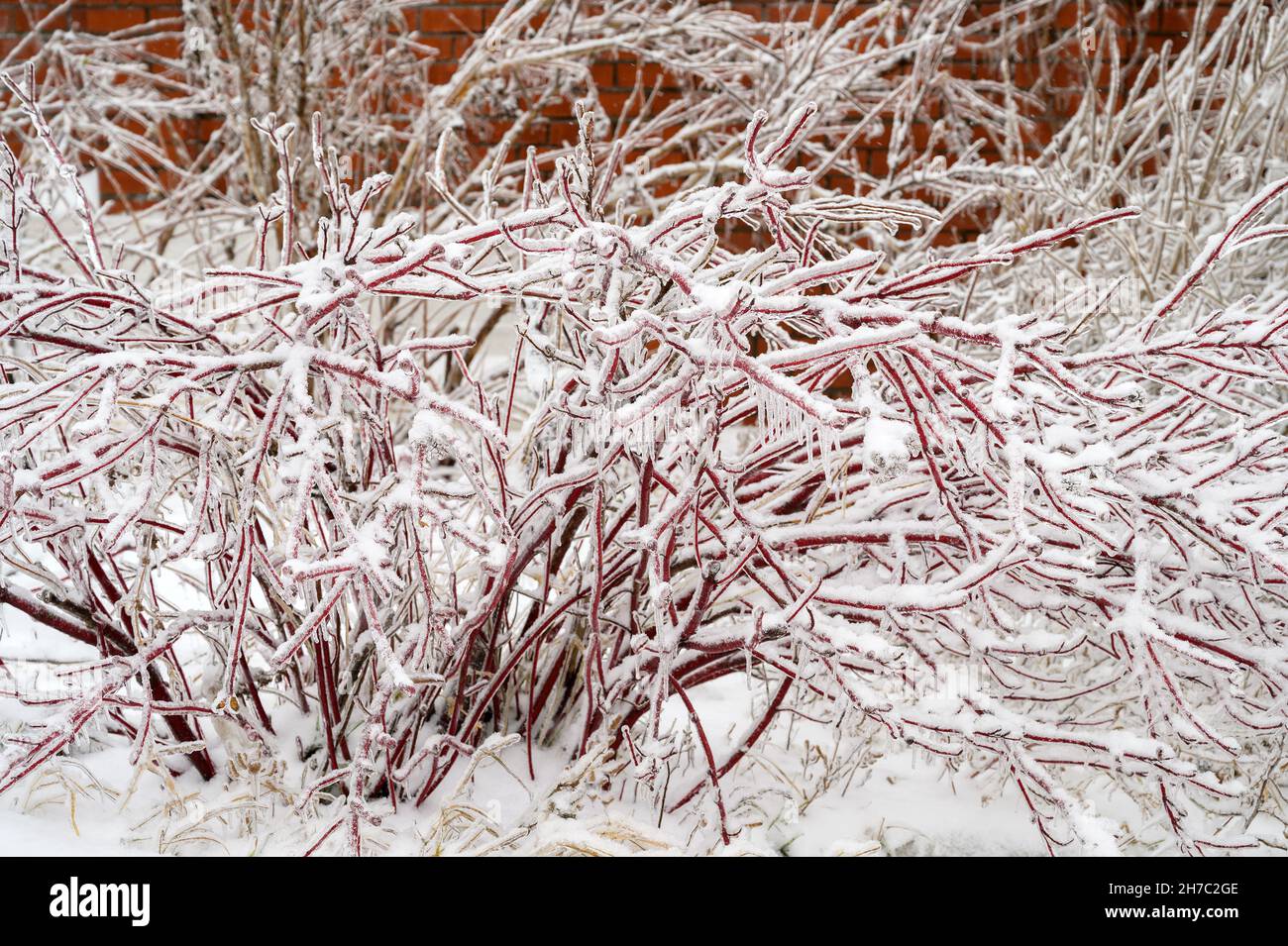 Tree branches are covered with a crust of ice after icy rain. Natural ...