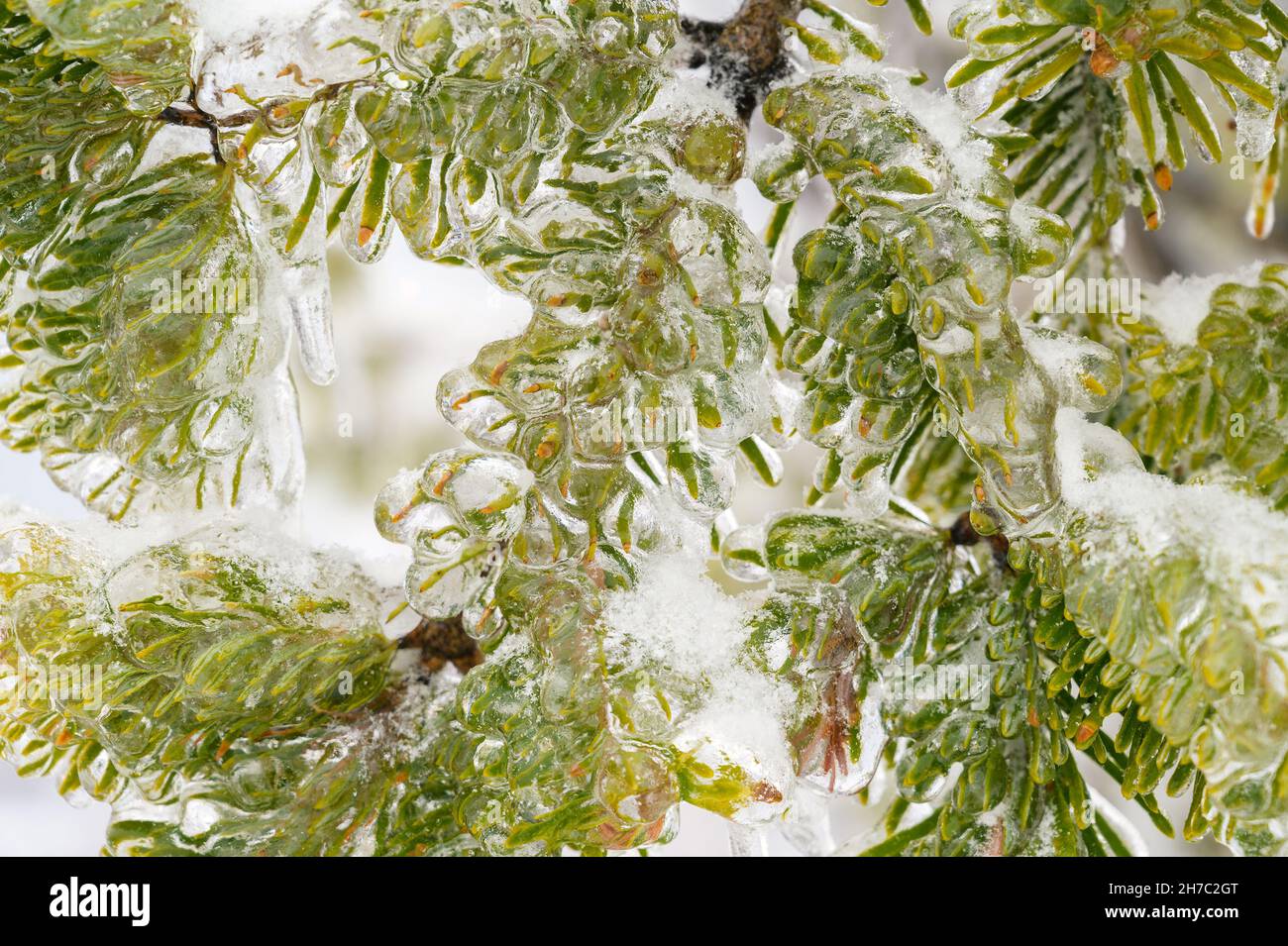 Tree branches are covered with a crust of ice after icy rain. Natural ...