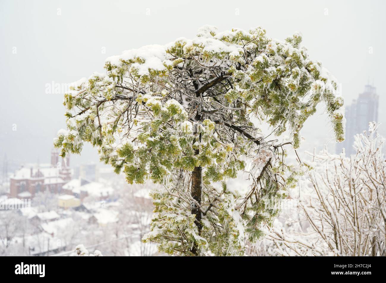 Tree branches are covered with a crust of ice after icy rain. Natural ...