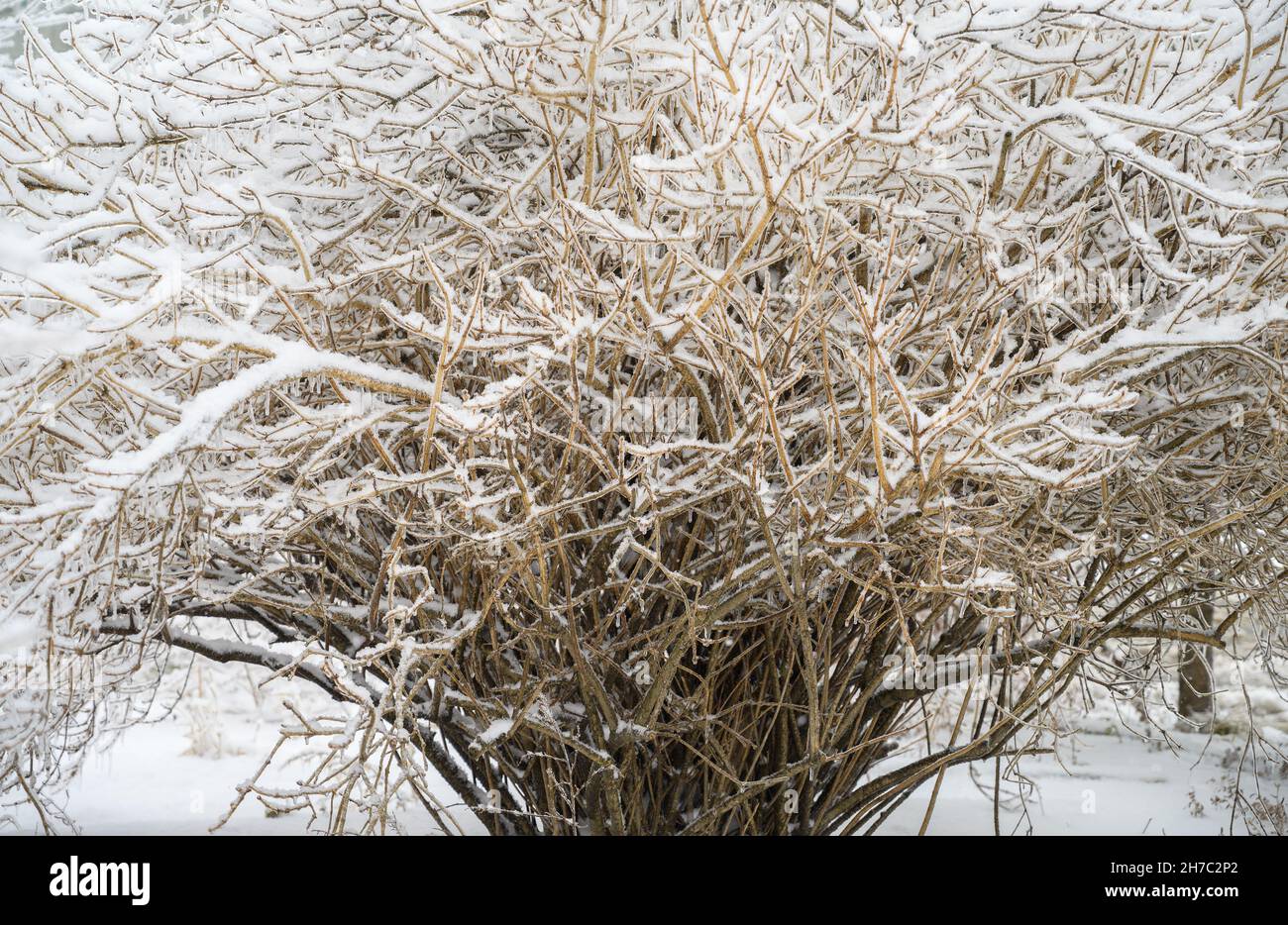 Tree branches are covered with a crust of ice after icy rain. Natural ...