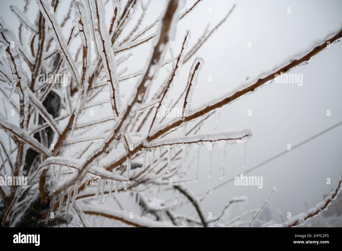 Tree branches are covered with a crust of ice after icy rain. Natural ...