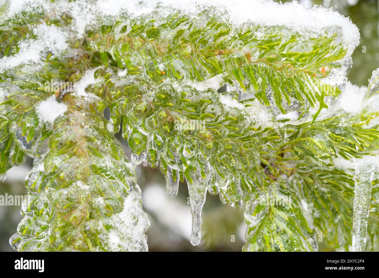 Tree branches are covered with a crust of ice after icy rain. Natural ...