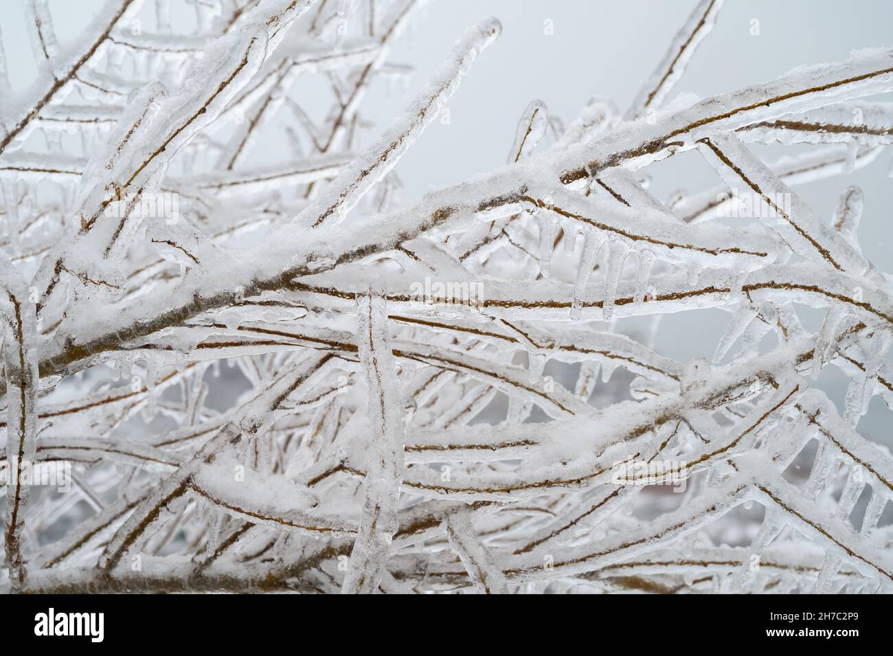 Tree branches are covered with a crust of ice after icy rain. Natural ...