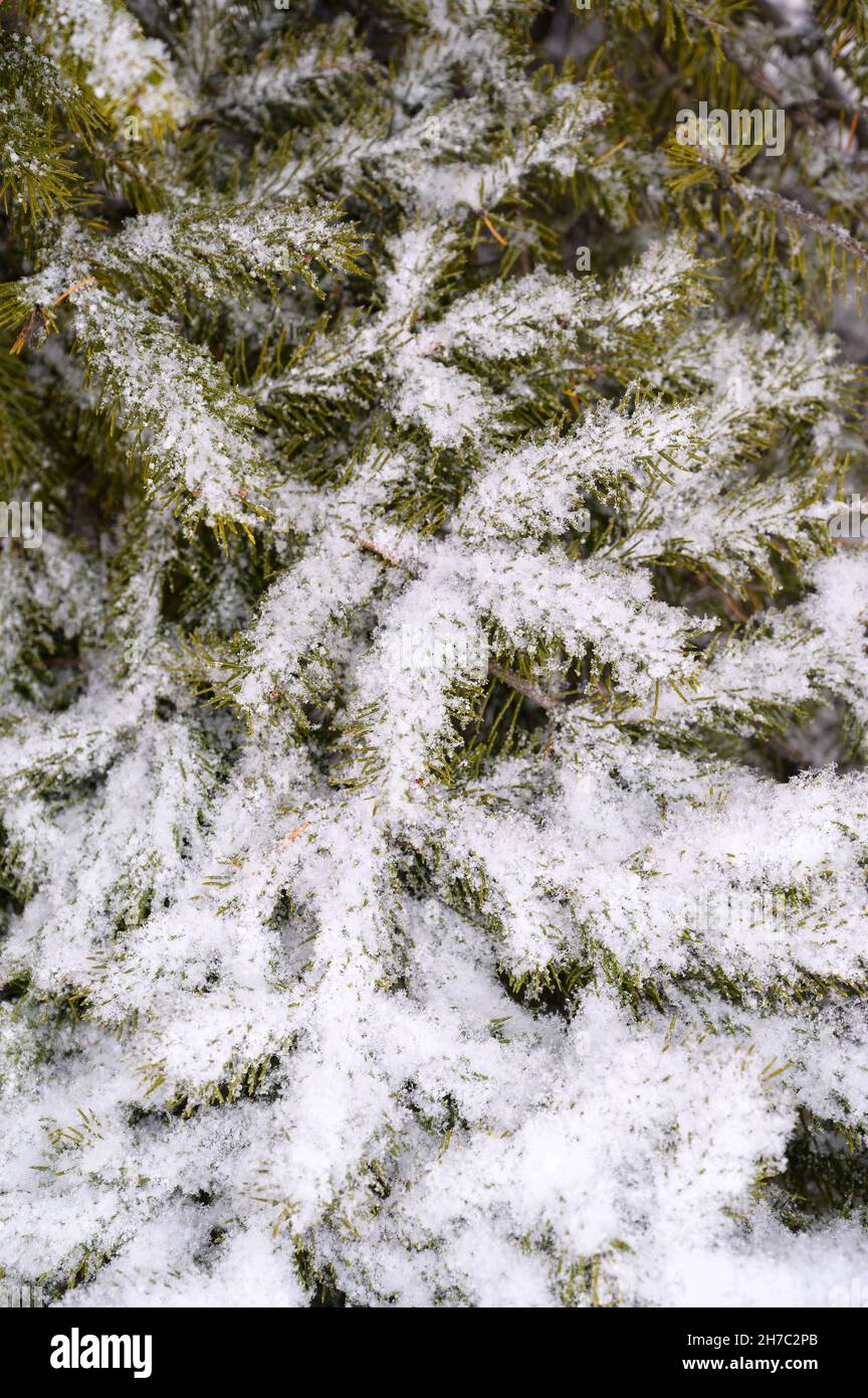 Tree branches are covered with a crust of ice after icy rain. Natural ...