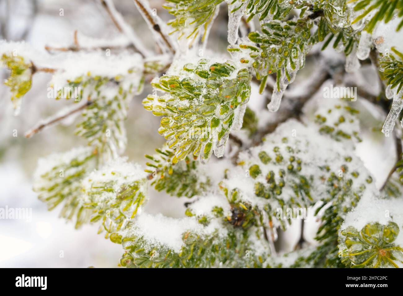 Tree branches are covered with a crust of ice after icy rain. Natural ...