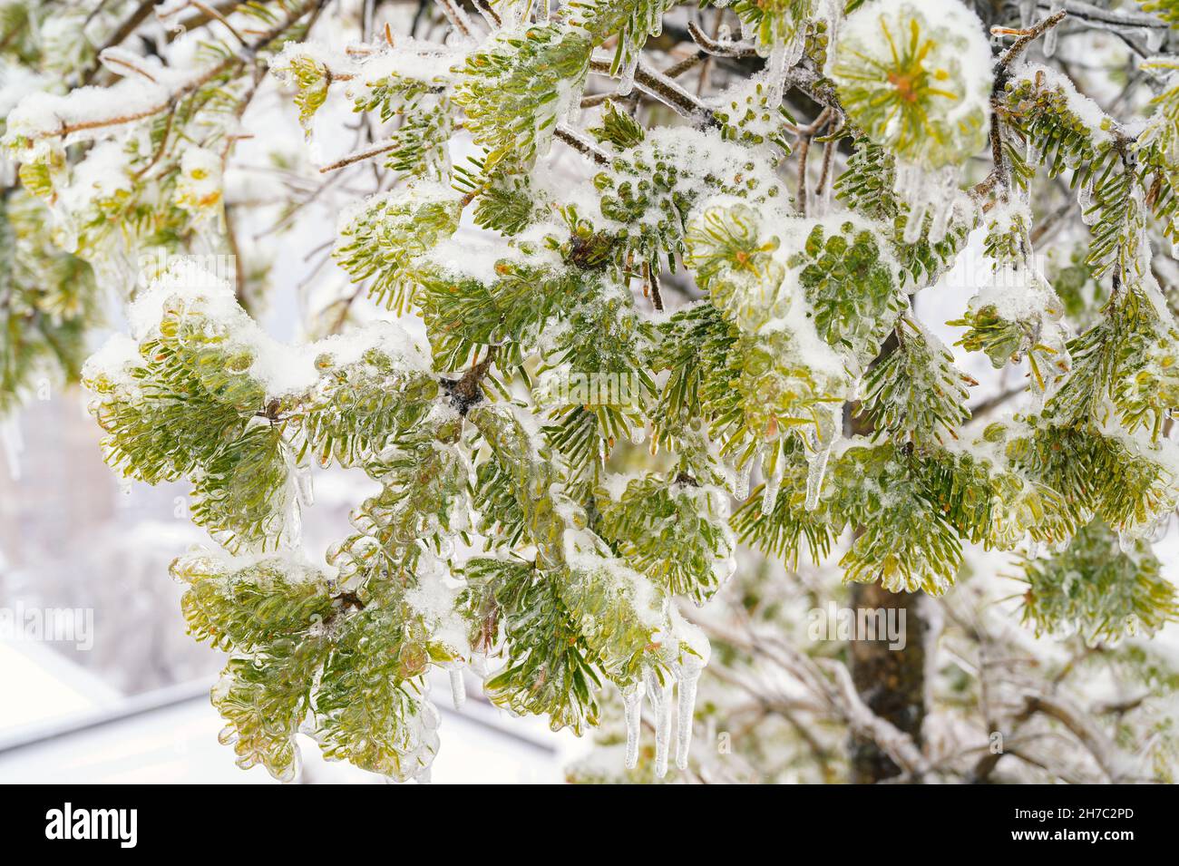 Tree branches are covered with a crust of ice after icy rain. Natural ...