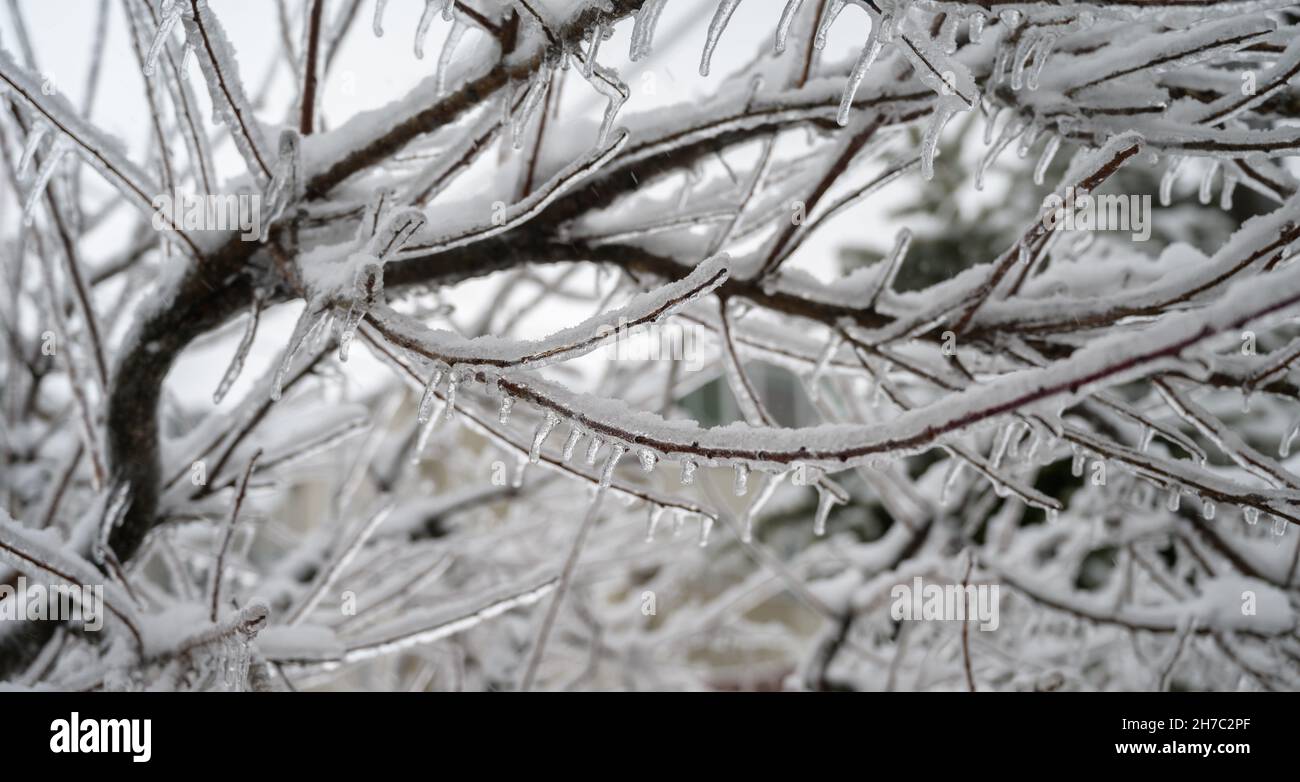 Tree branches are covered with a crust of ice after icy rain. Natural ...