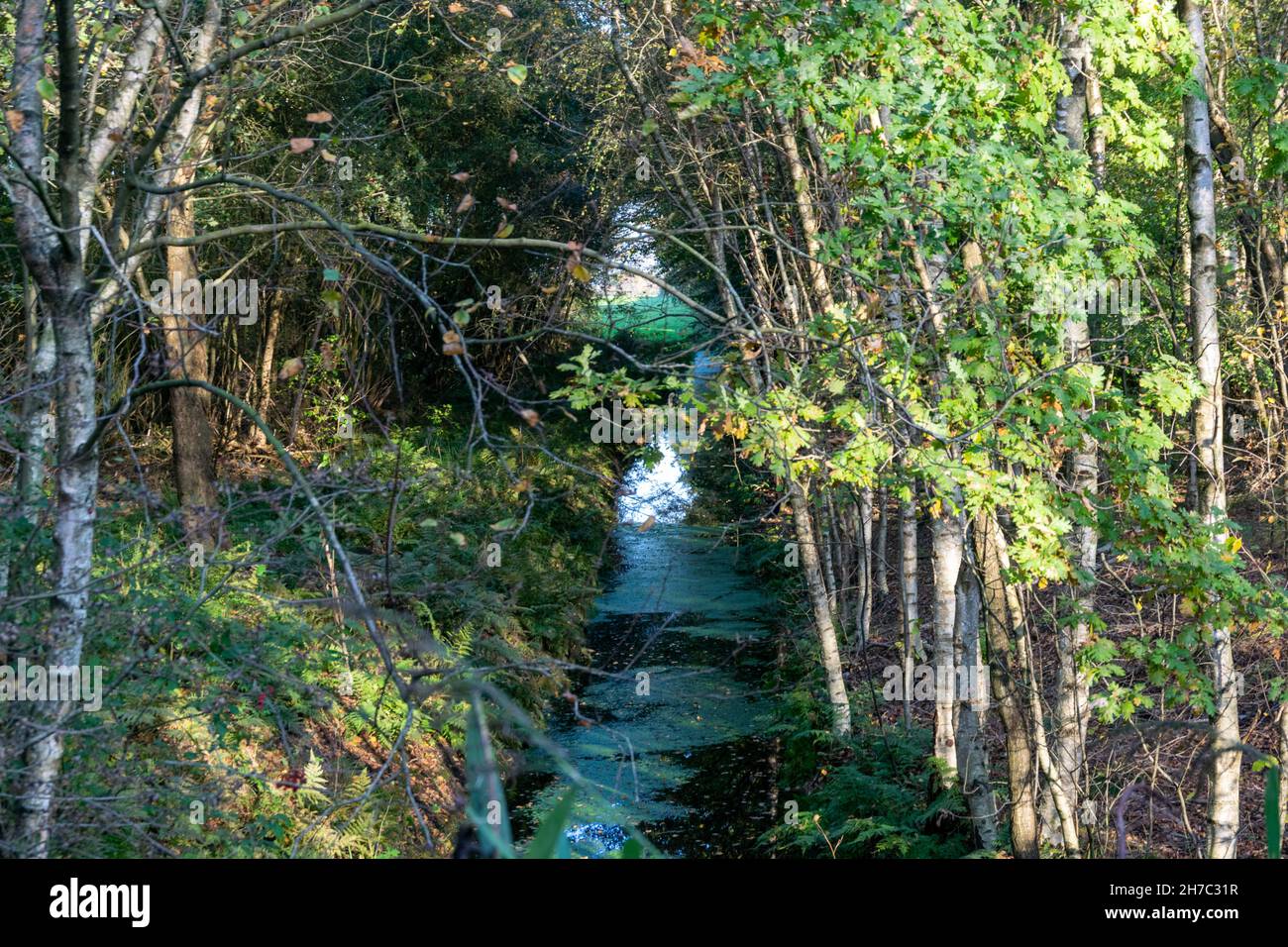 Natural view of lined trees in the forest with a stream in the center ...