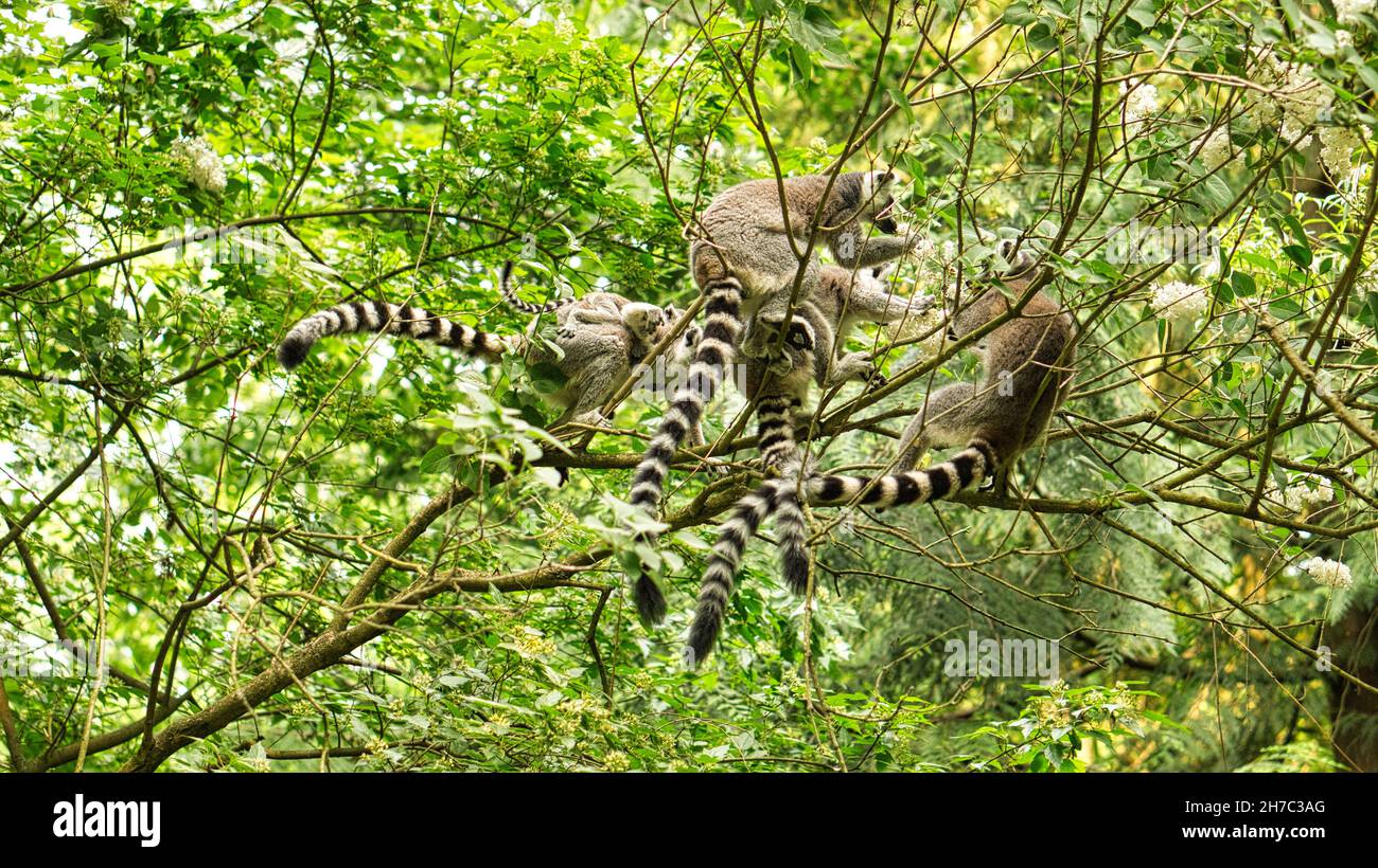 A group of maki playing in the tree. There is also a mother with young ...
