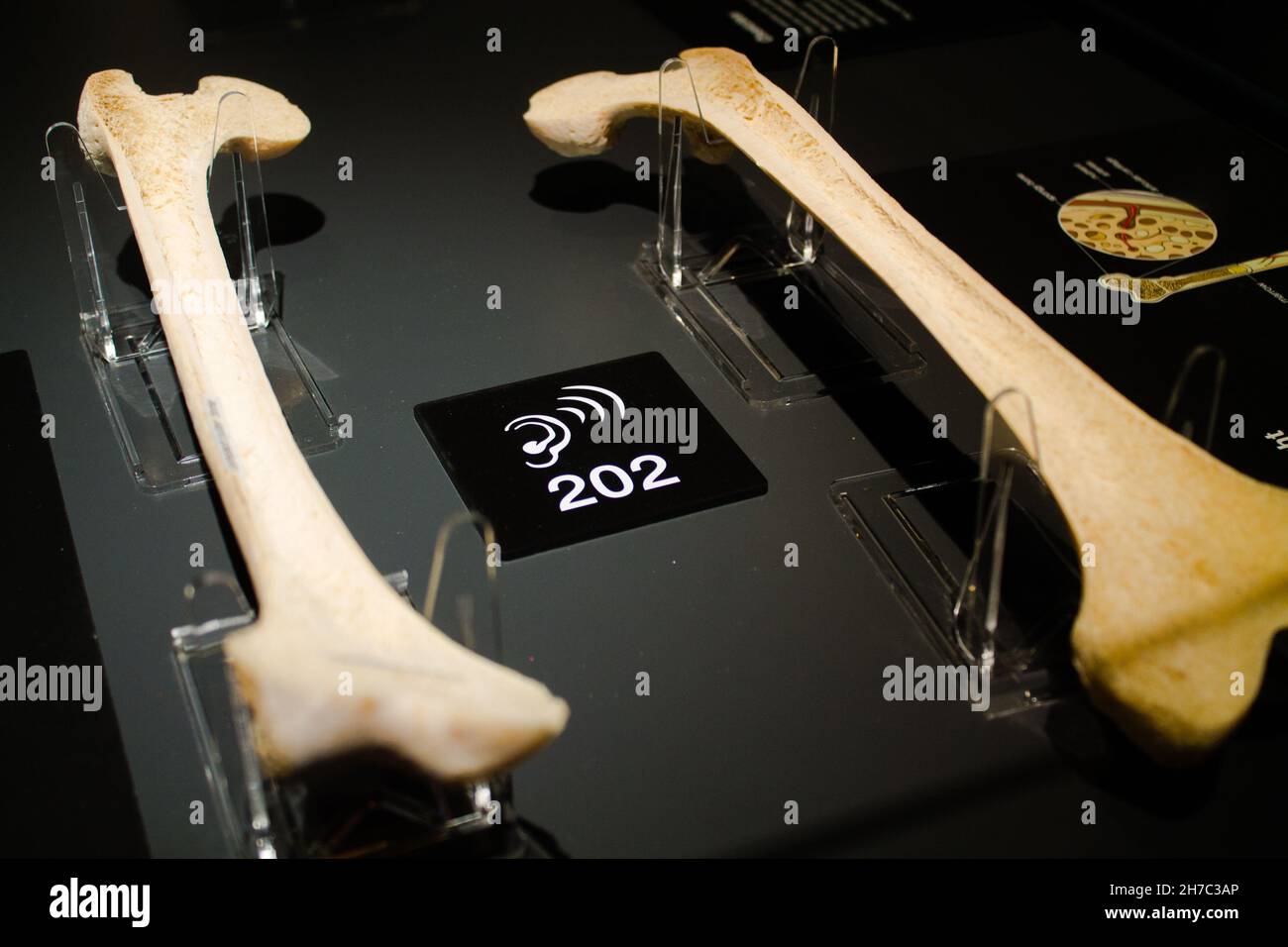 Bones in the museum hi-res stock photography and images - Alamy