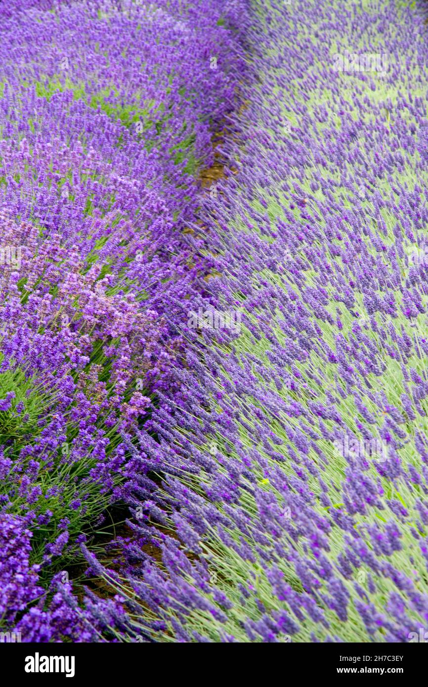 fields of lavender growing in north norfolk Stock Photo - Alamy