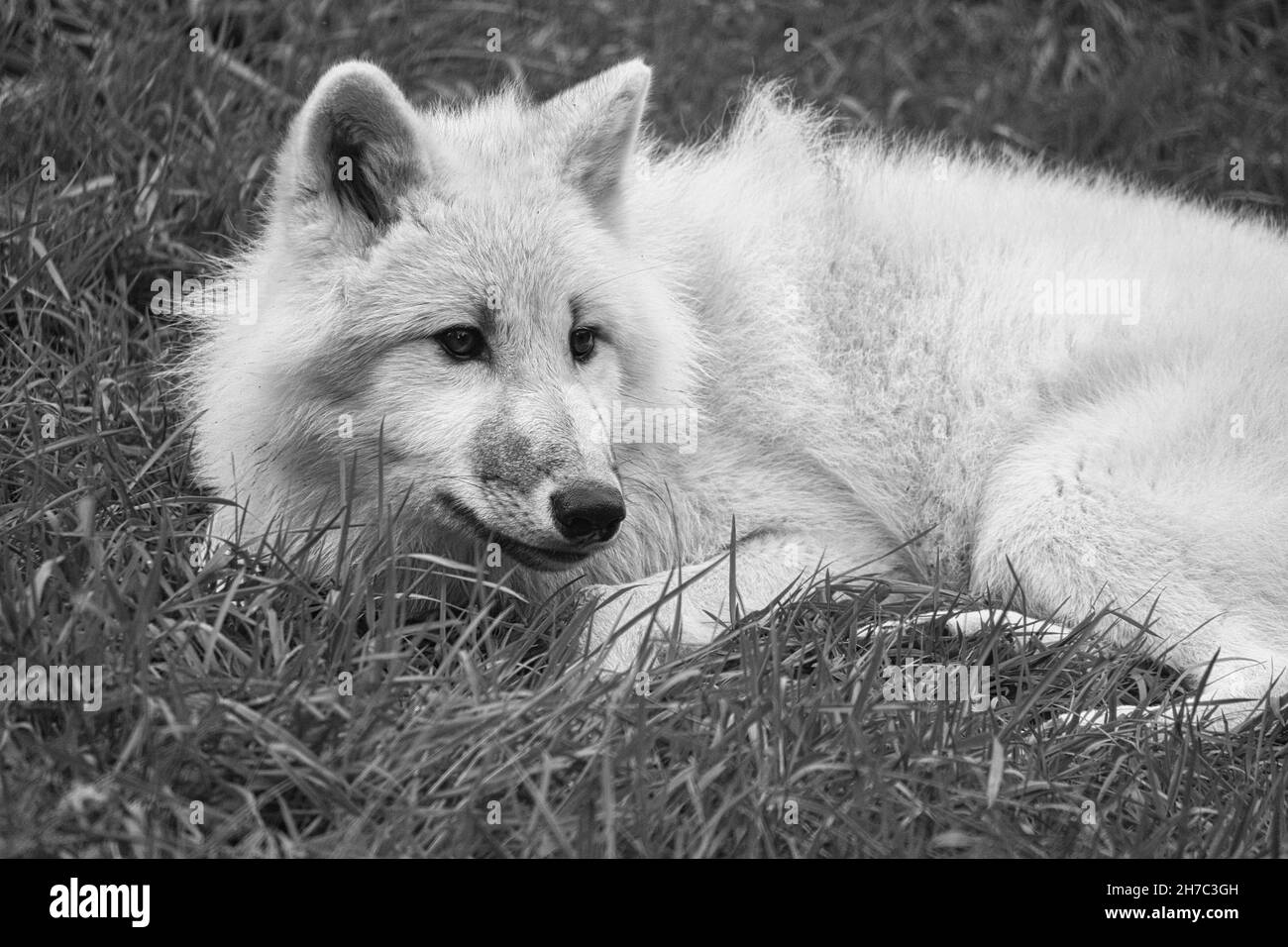 Young white wolf, in black white taken in the wolf park Werner Freund ...