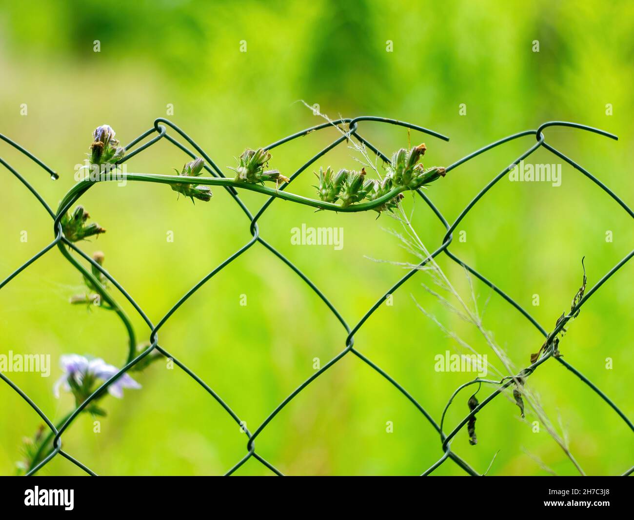 Vine grows on fence hi-res stock photography and images - Alamy