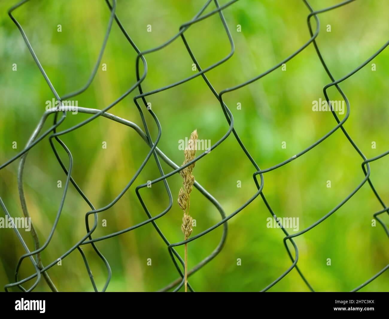 Vine grows on fence hi-res stock photography and images - Alamy