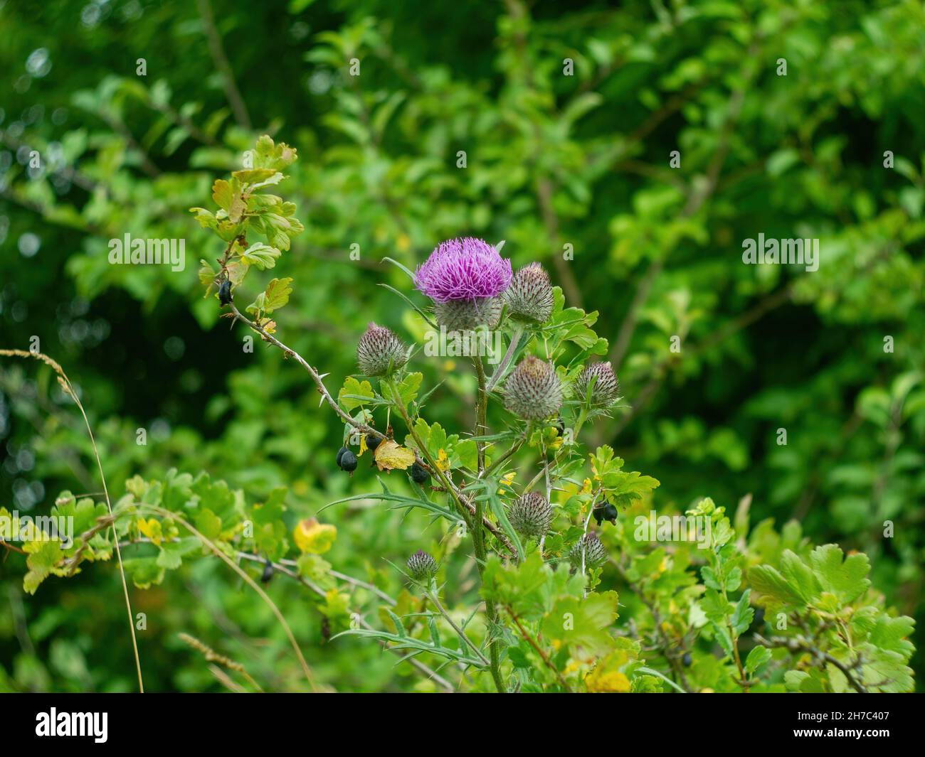 thorn flowers in the garden in Russia, in summer Stock Photo - Alamy
