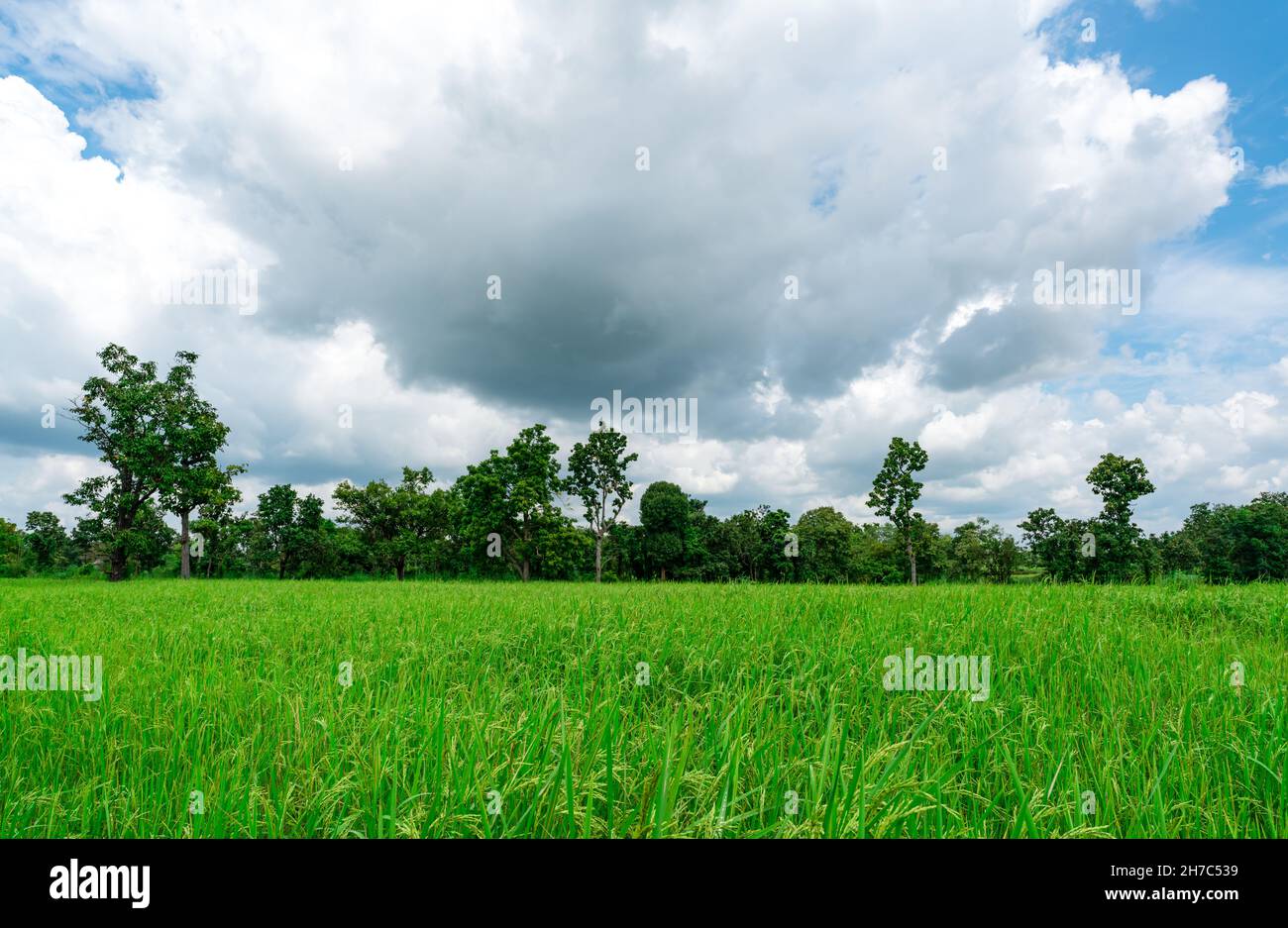 Rice plantation. Green rice paddy field. Organic rice farm in Asia ...