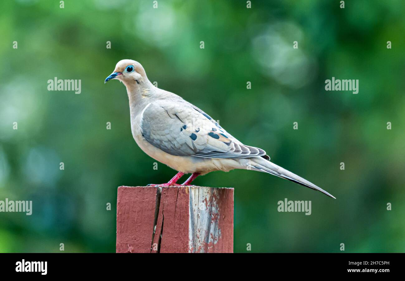 Mourning Dove perched on a scarlet pillar Stock Photo - Alamy
