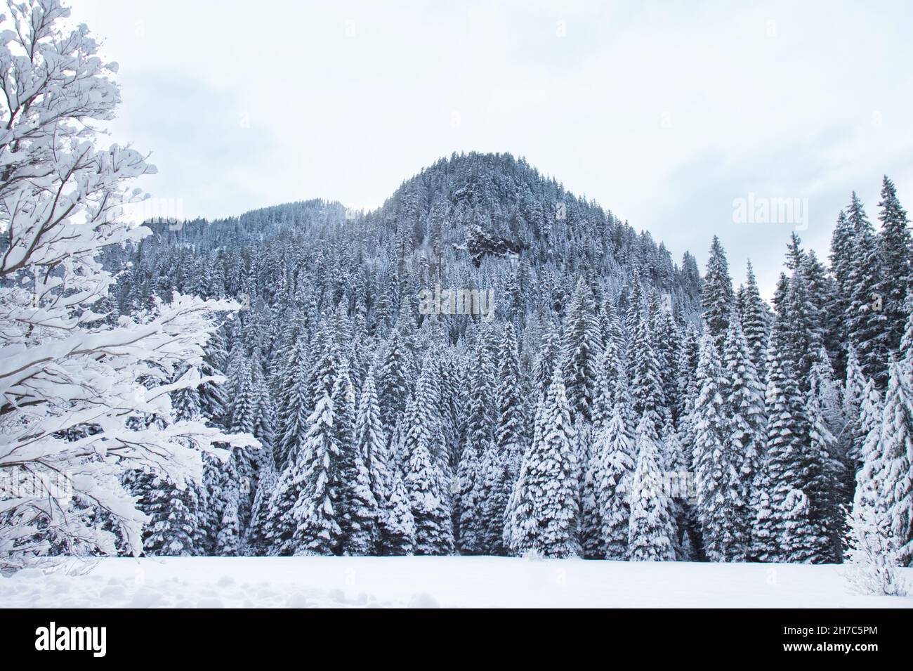Snow covered pine trees on winter snow mountain Stock Photo - Alamy