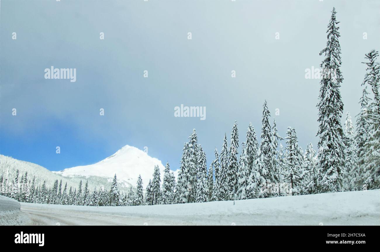 Christmas trees along road hi-res stock photography and images - Alamy