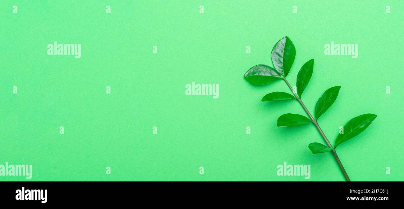Green leaf on green background. Environmental and ecology care concept ...