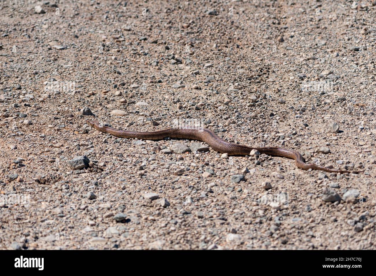 Reptiles in their natural environment Stock Photo - Alamy