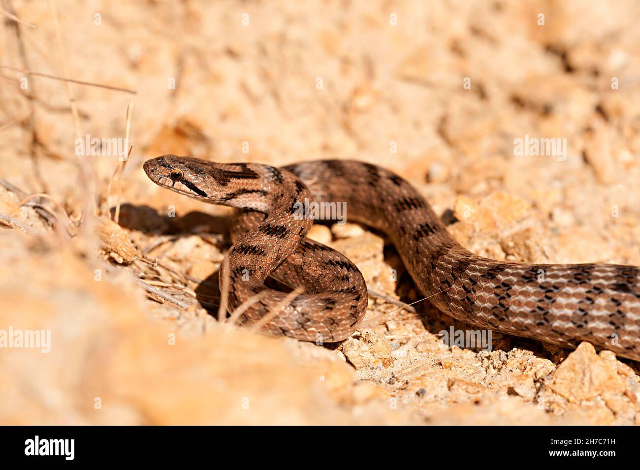Reptiles in their natural environment Stock Photo - Alamy