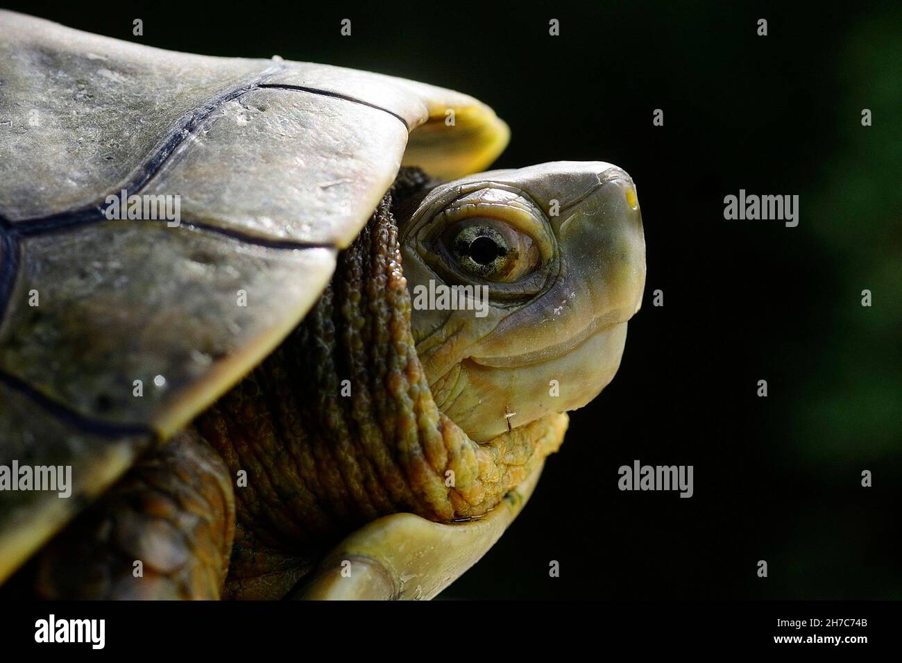 Reptiles in their natural environment Stock Photo - Alamy