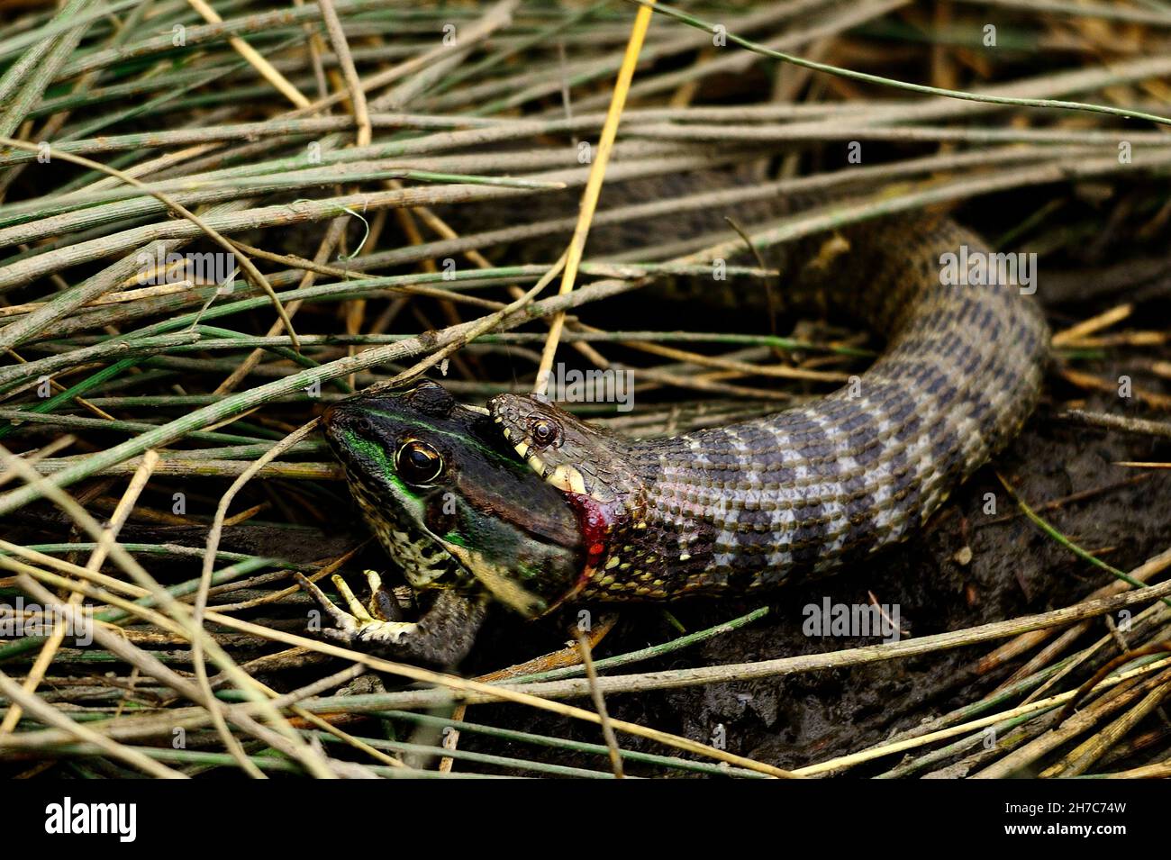 Reptiles in their natural environment Stock Photo - Alamy